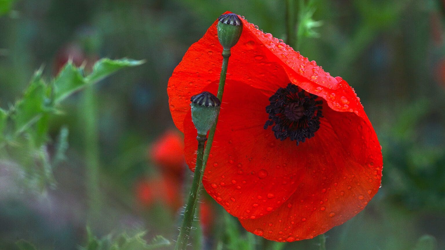 Klaprozen (Papaver) op Vlaamse Velden - Top.Vlaanderen